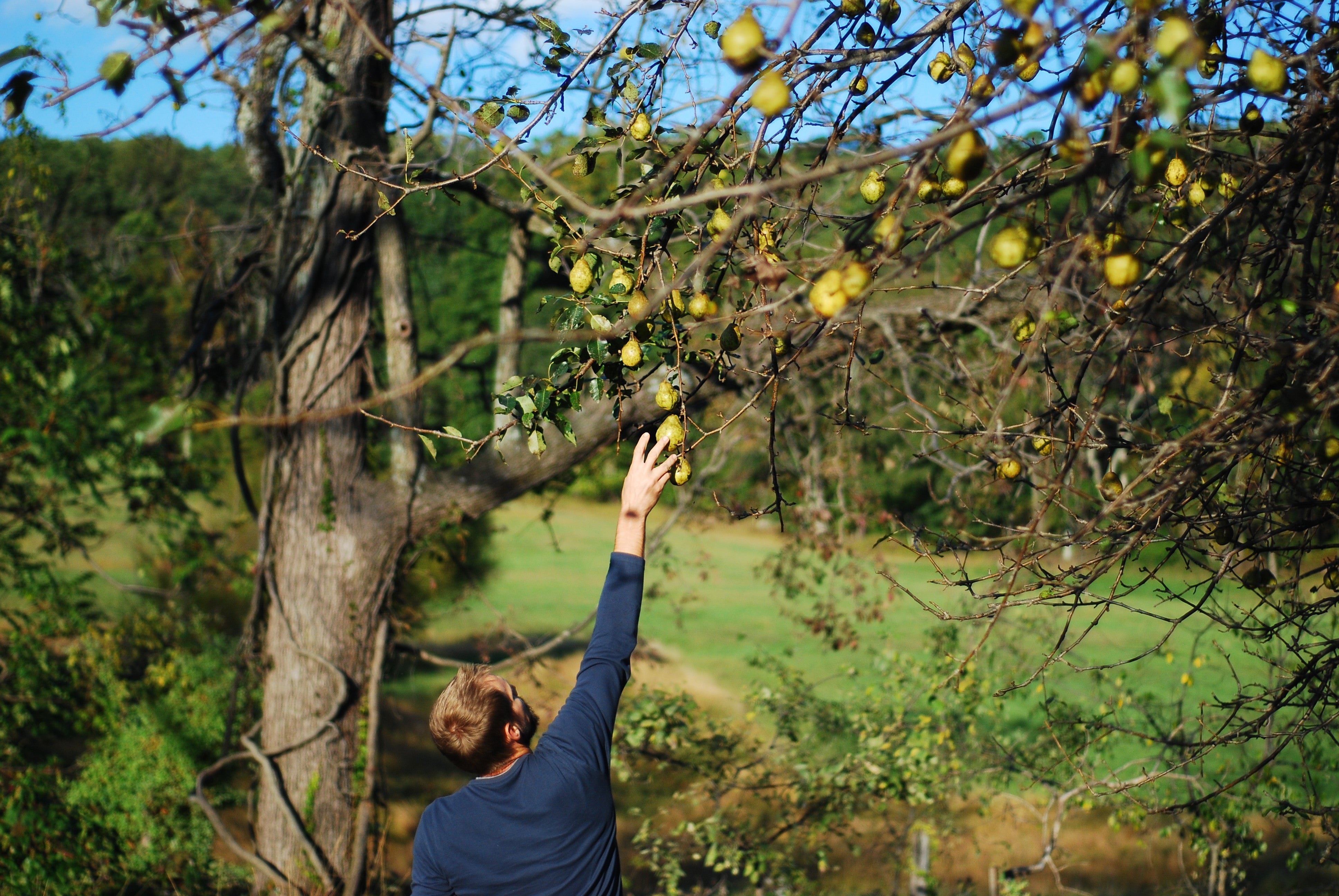Thinking about Fruit Picking This Summer? Everything You Need to Know ...